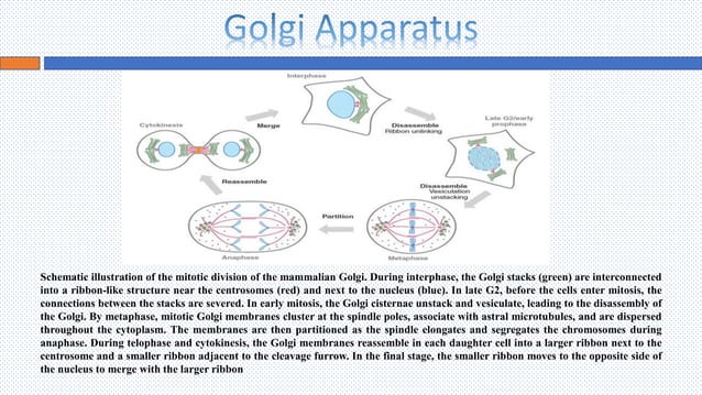 Endoplasmic Reticulum and Golgi Apparatus.pptx