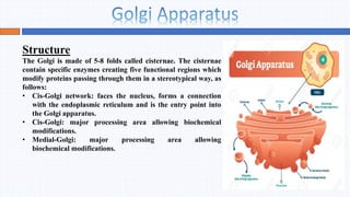 Endoplasmic Reticulum and Golgi Apparatus.pptx