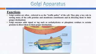 Endoplasmic Reticulum and Golgi Apparatus.pptx