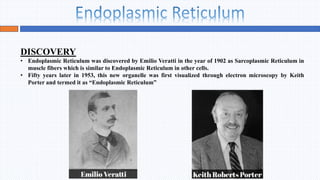 Endoplasmic Reticulum and Golgi Apparatus.pptx