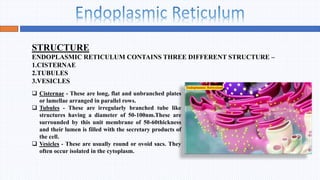 Endoplasmic Reticulum and Golgi Apparatus.pptx
