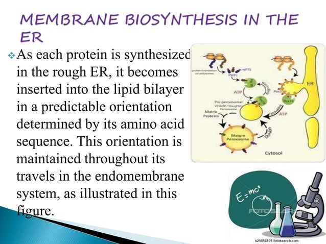 Endoplasmic reticulum class IX | PPTX
