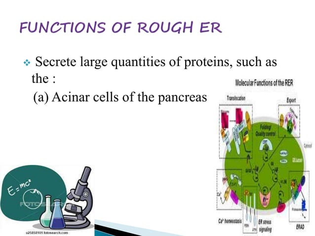 Endoplasmic reticulum class IX | PPTX