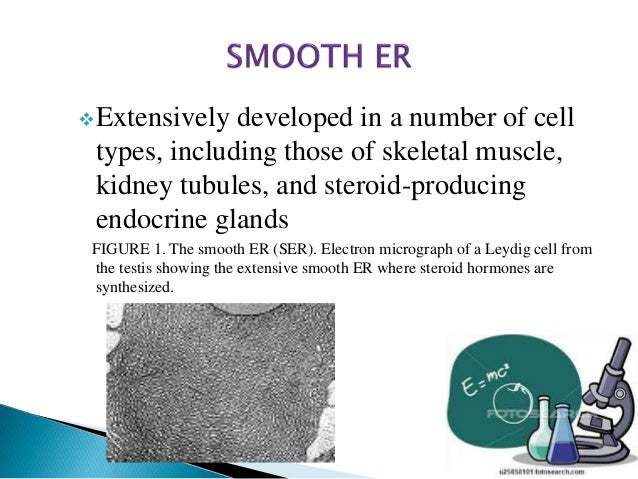 Endoplasmic Reticulum Class 9 Science Notes