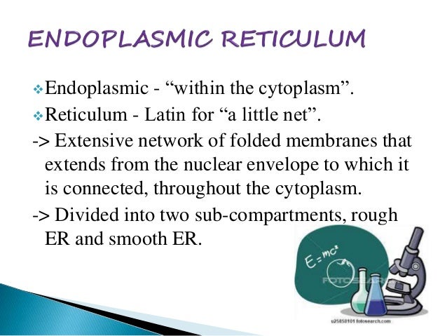 Endoplasmic reticulum class ix