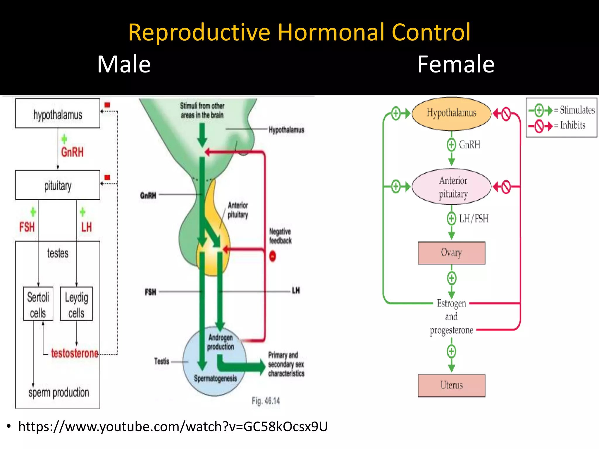 Reproductive Endocrinology | PPTX