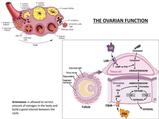 Reproductive Endocrinology | PPTX