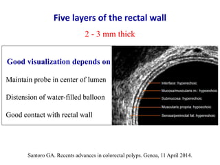 Rectal Wall Layers