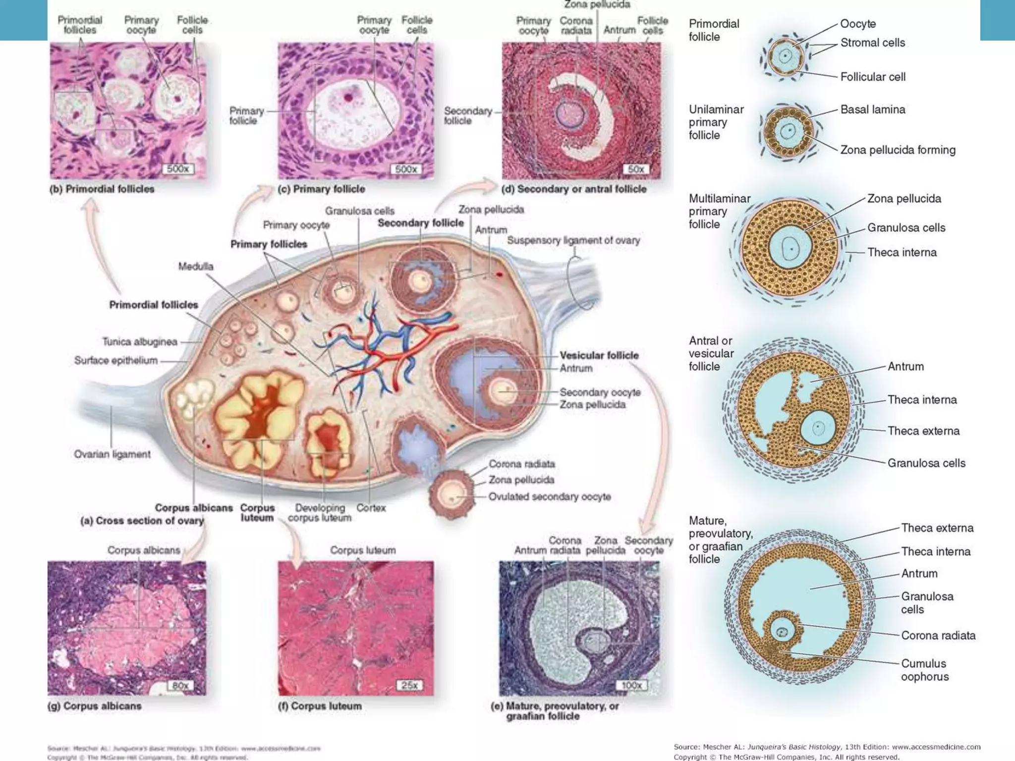 Endo Repro Anatomy and Histology | PPTX