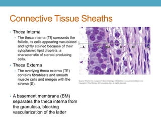 Endo Repro Anatomy and Histology | PPTX