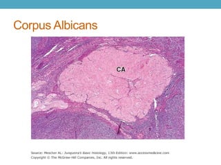 Endo Repro Anatomy and Histology | PPTX