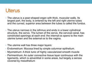 Endo Repro Anatomy and Histology | PPTX