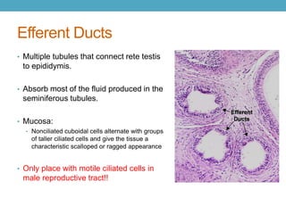 Endo Repro Anatomy and Histology | PPTX
