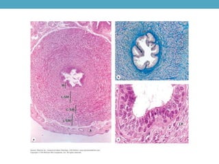 Endo Repro Anatomy and Histology | PPTX