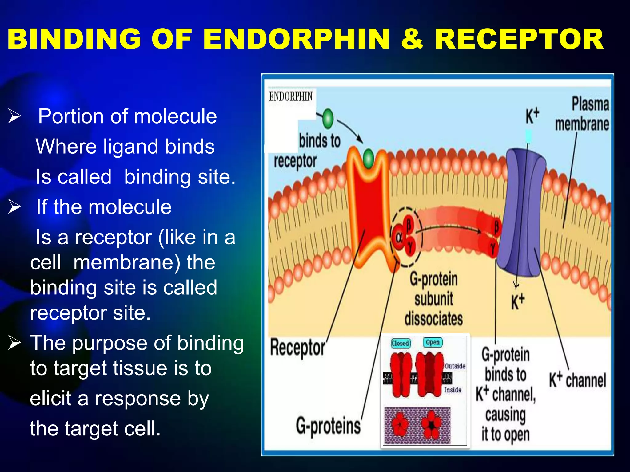presentation on Endorphin hormone | PPTX