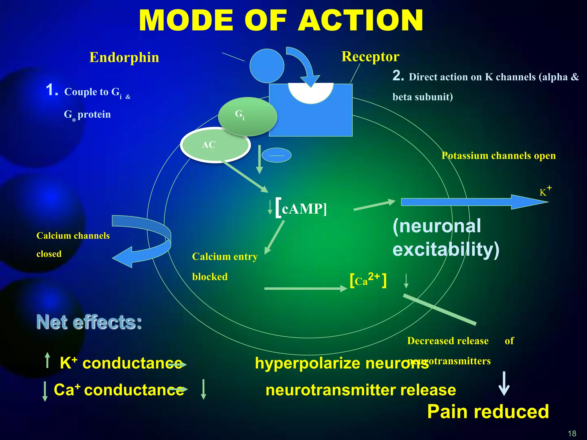 presentation on Endorphin hormone | PPTX