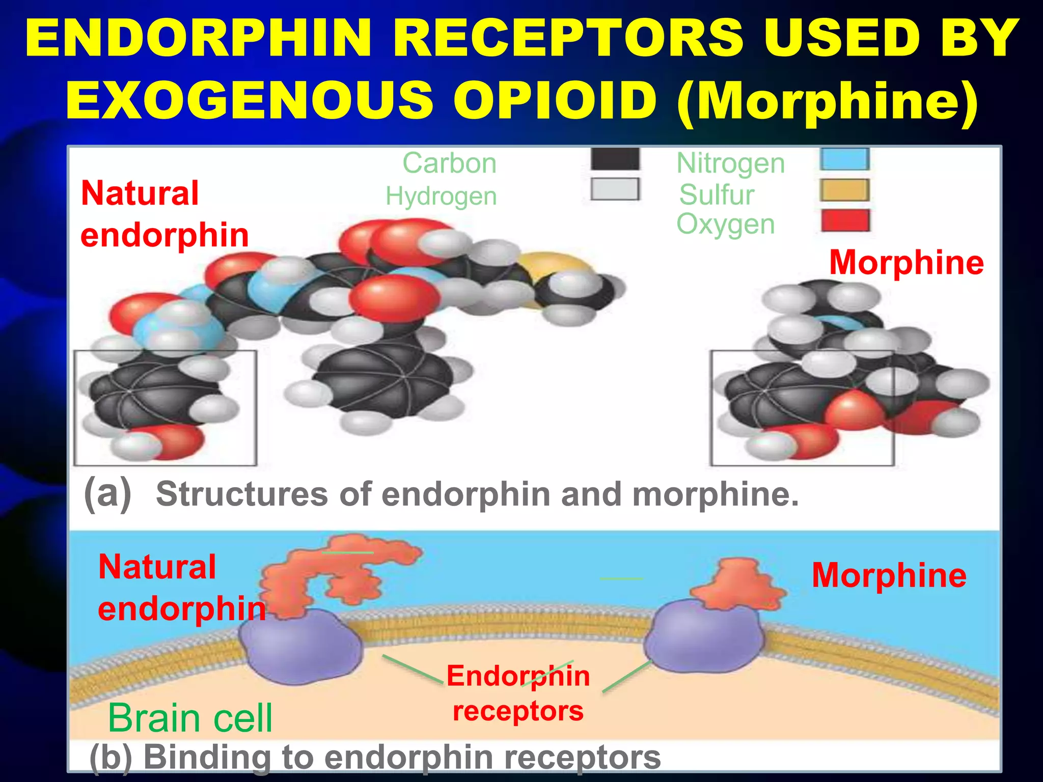 presentation on Endorphin hormone | PPTX