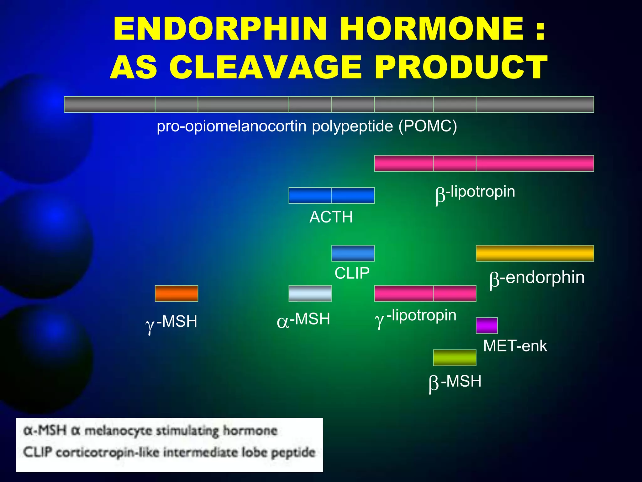 presentation on Endorphin hormone | PPTX