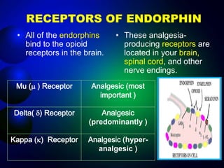 presentation on Endorphin hormone | PPTX