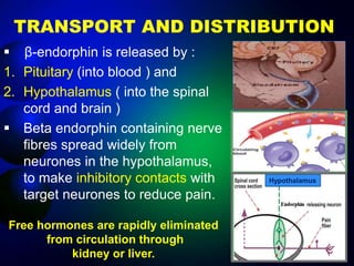 presentation on Endorphin hormone | PPTX