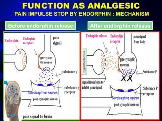 presentation on Endorphin hormone | PPTX