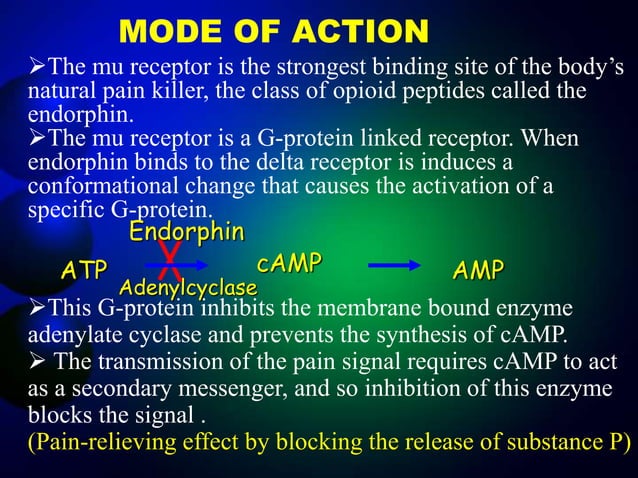 presentation on Endorphin hormone | PPT