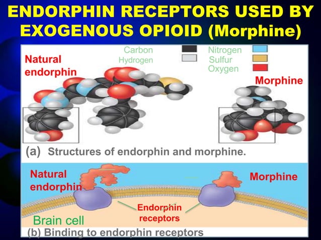 presentation on Endorphin hormone | PPT