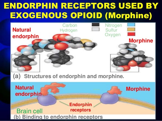 presentation on Endorphin hormone