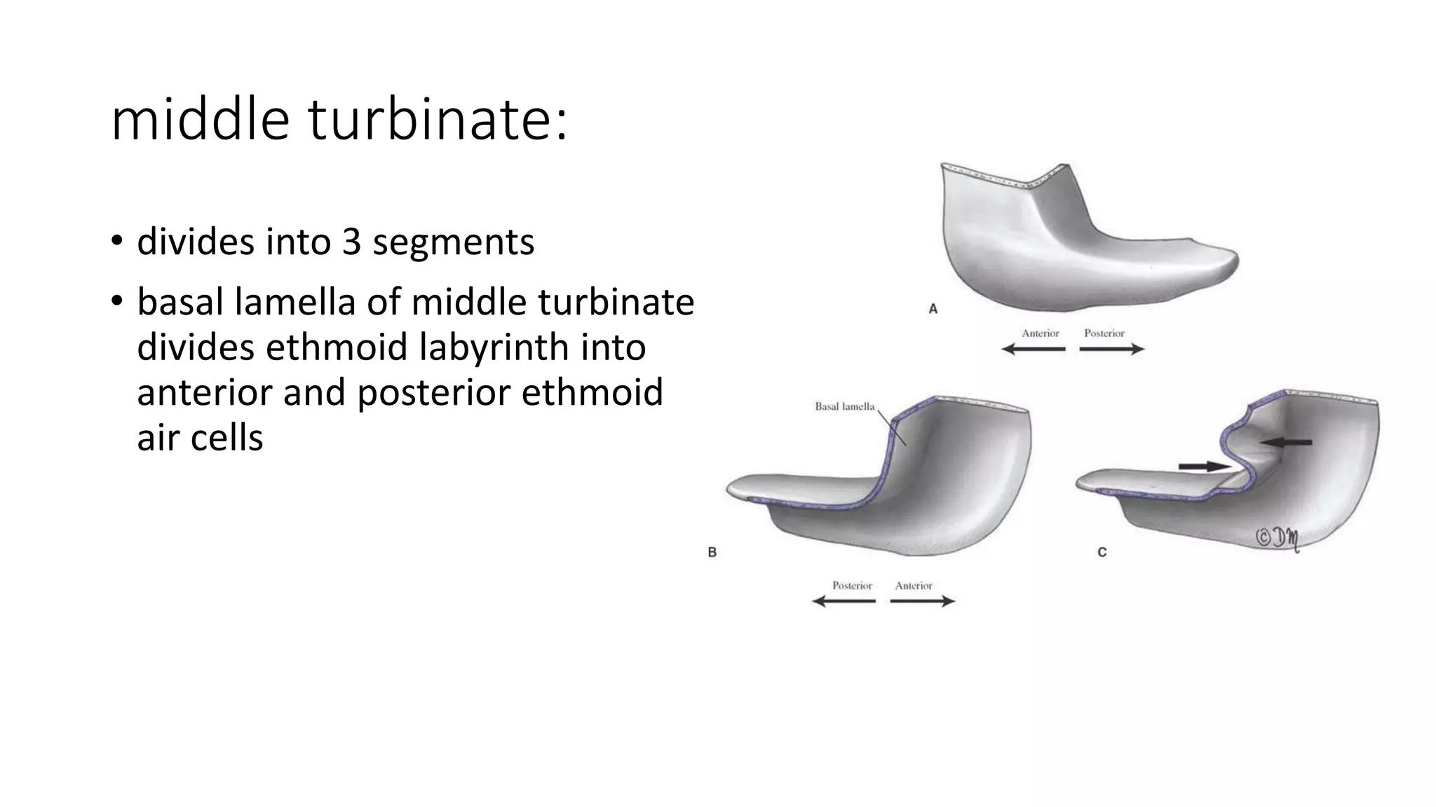 Endoscopic anatomy of ethmoid bone | PDF | Ear, Nose and Throat ...
