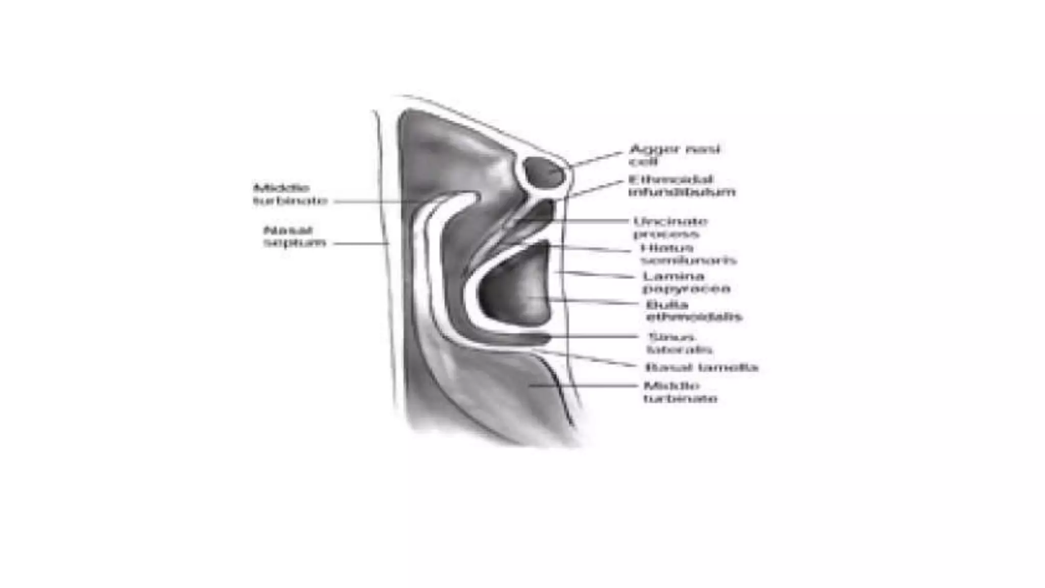 Endoscopic anatomy of ethmoid bone | PDF | Ear, Nose and Throat ...