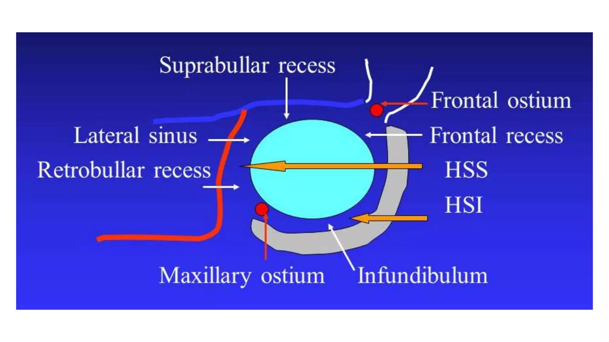 Endoscopic anatomy of ethmoid bone | PDF | Ear, Nose and Throat ...