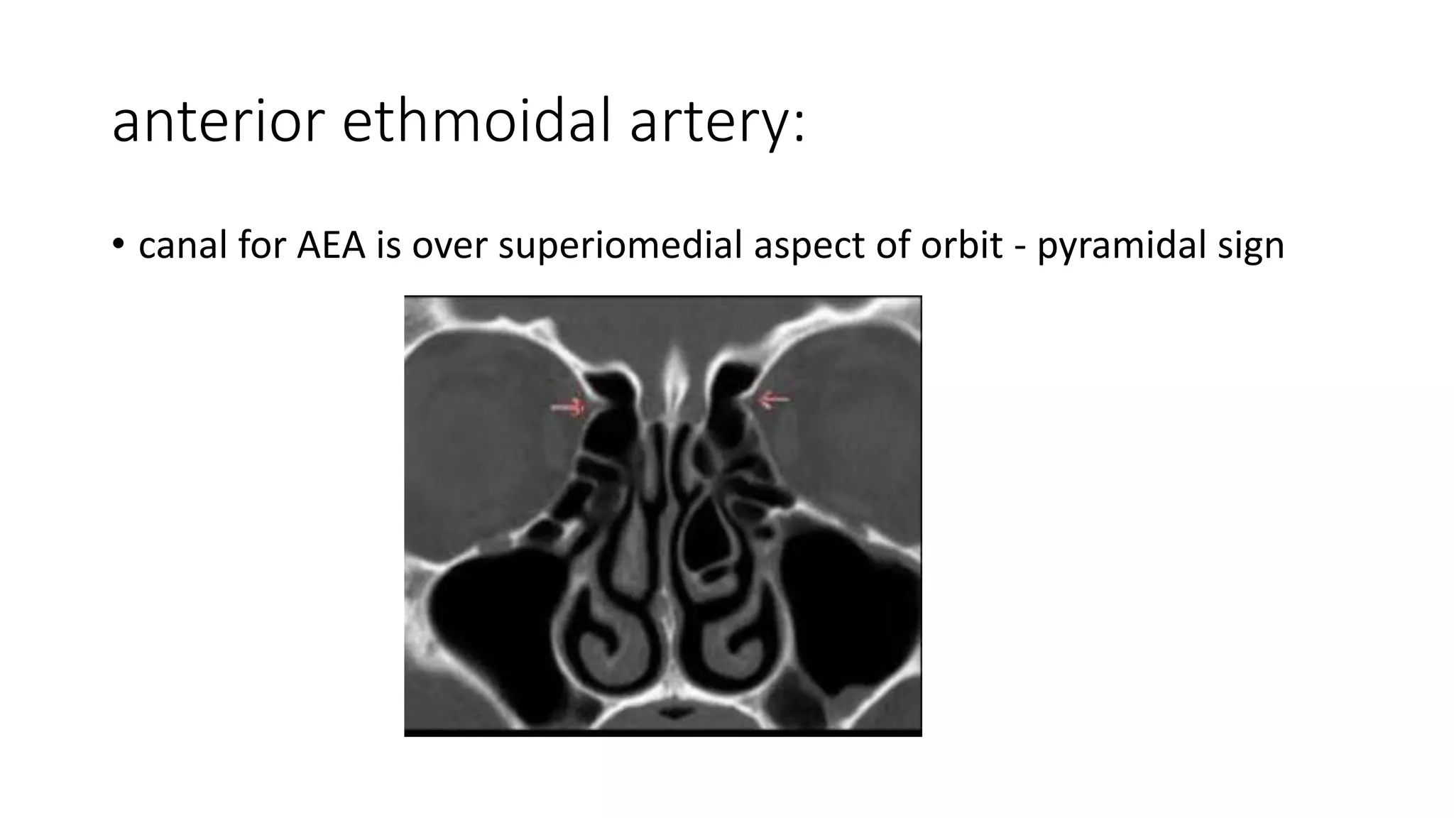 Endoscopic anatomy of ethmoid bone | PDF | Ear, Nose and Throat ...