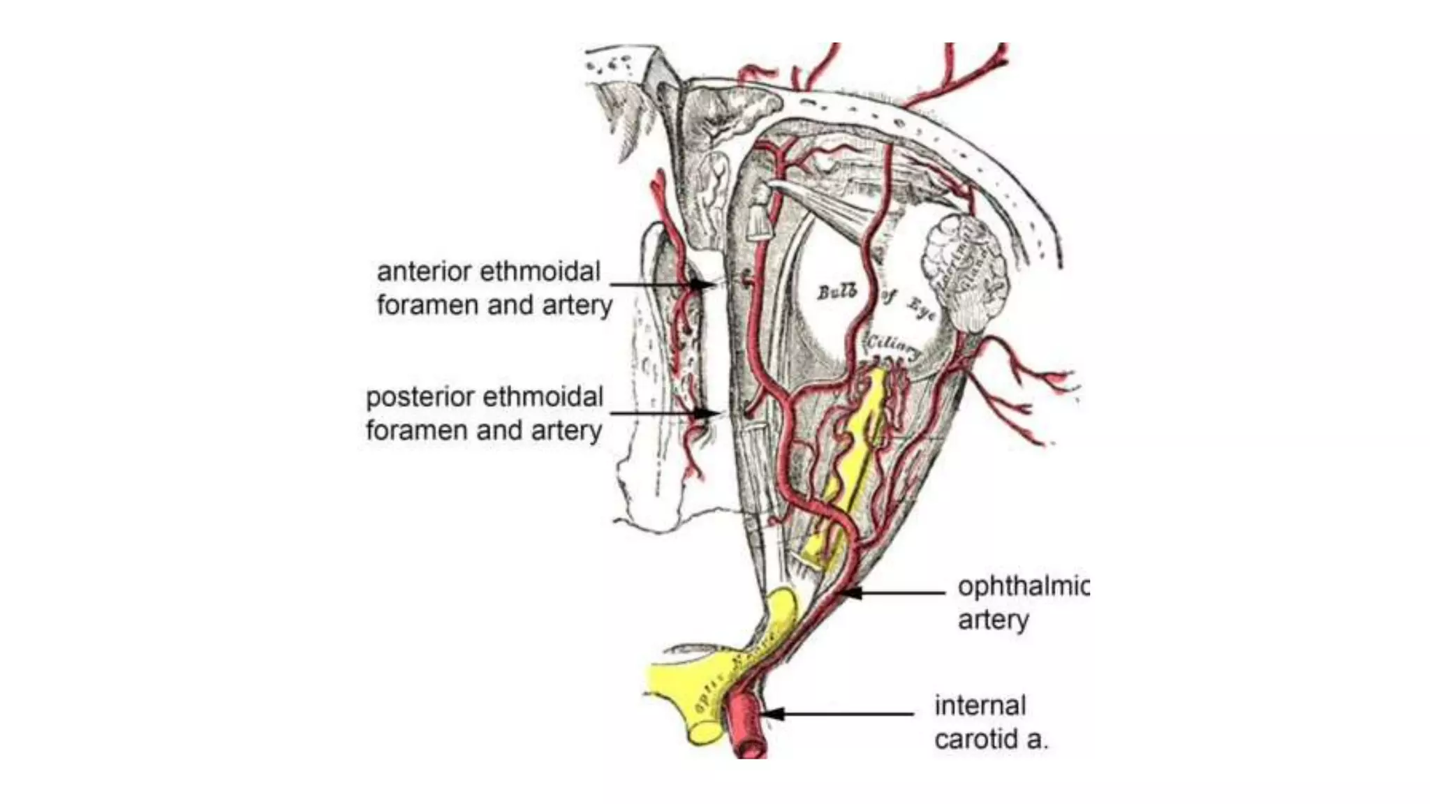 Endoscopic anatomy of ethmoid bone | PDF