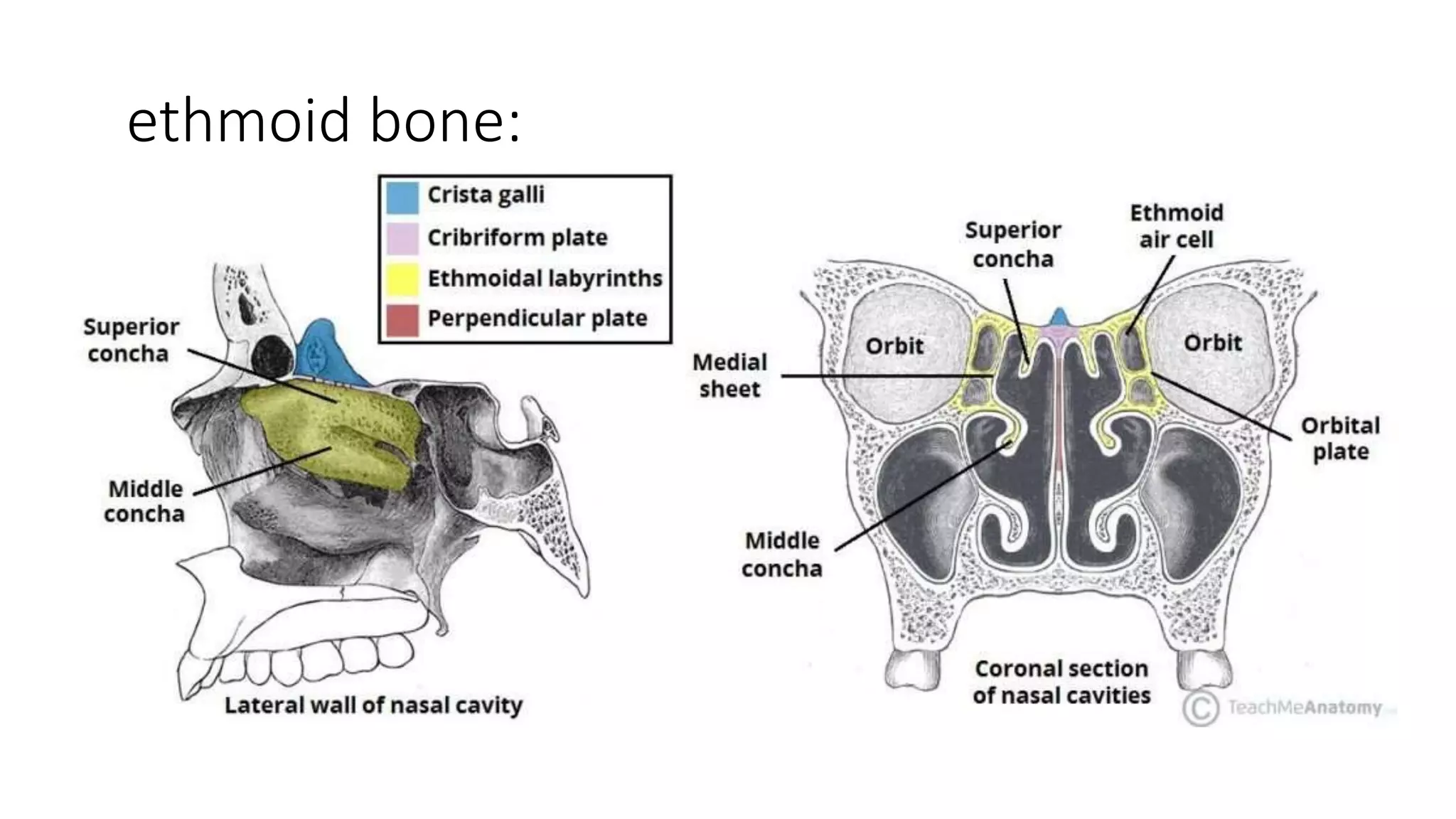 Endoscopic anatomy of ethmoid bone | PDF | Ear, Nose and Throat ...
