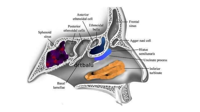 Endoscopic anatomy of ethmoid bone | PDF | Ear, Nose and Throat ...