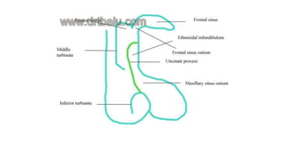 Endoscopic anatomy of ethmoid bone | PDF