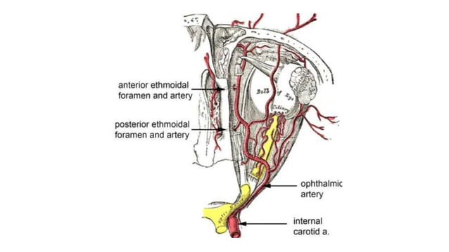 Endoscopic anatomy of ethmoid bone | PDF | Ear, Nose and Throat ...