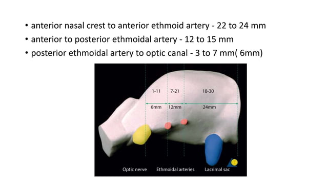 Endoscopic anatomy of ethmoid bone | PDF | Ear, Nose and Throat ...