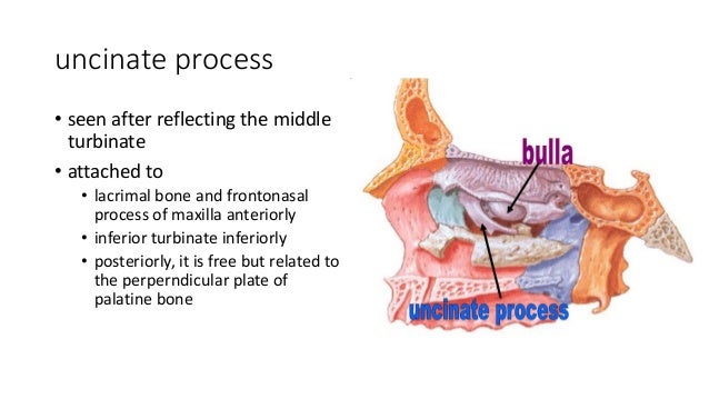 Endoscopic anatomy of ethmoid bone