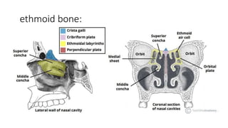 Endoscopic anatomy of ethmoid bone | PPTX