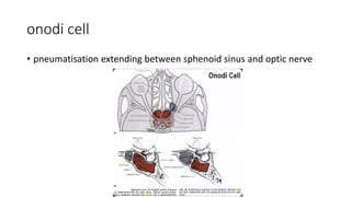 Endoscopic anatomy of ethmoid bone | PPTX