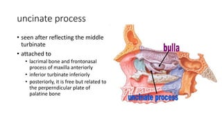 Uncinate Process Of Ethmoid