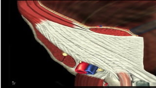 endoscopic anatomy of inguinal region.pptx