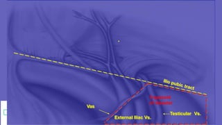 endoscopic anatomy of inguinal region.pptx