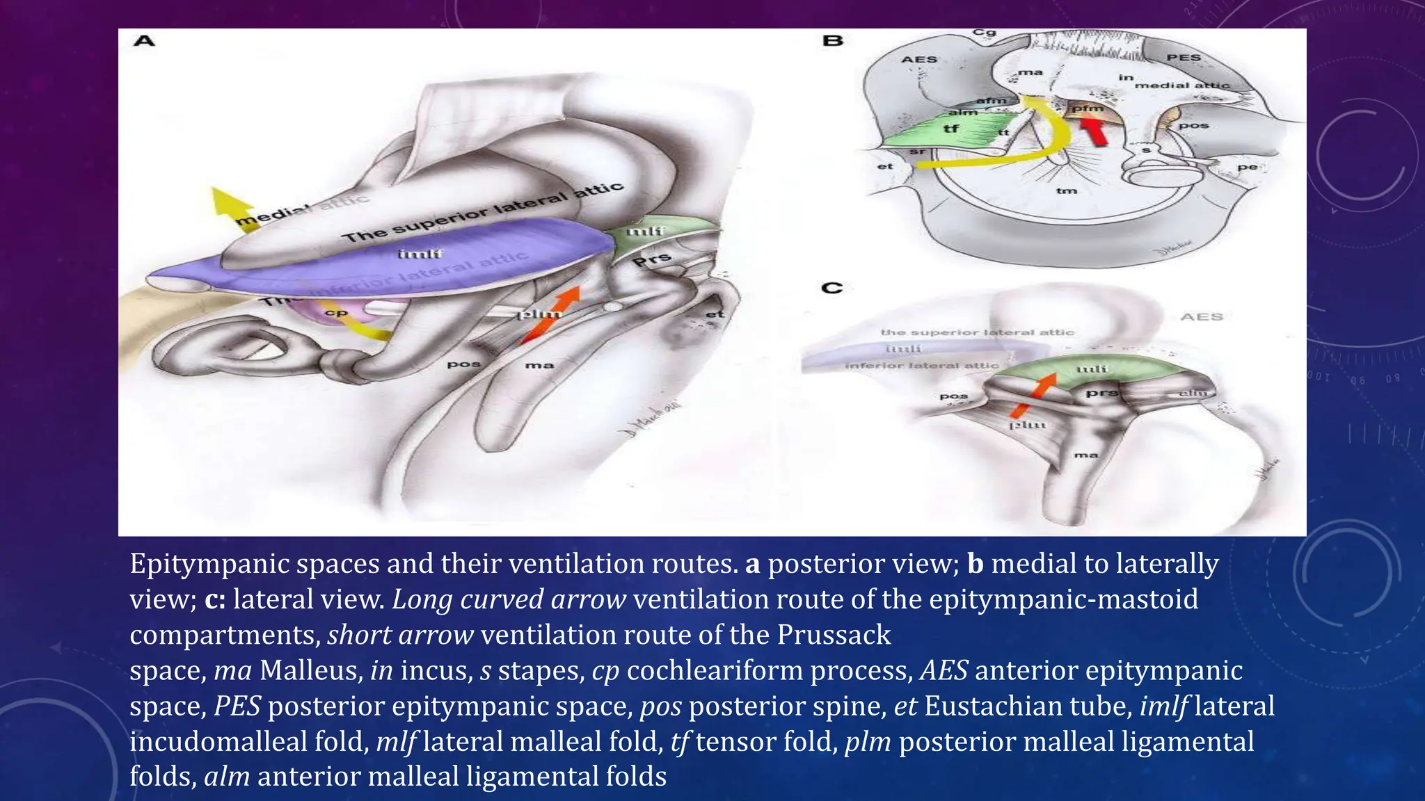 Endoscopic anatomy of middle ear.jshpptx | PPTX