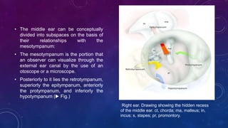 Endoscopic anatomy of middle ear.jshpptx | PPTX