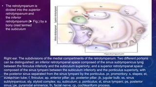 Endoscopic anatomy of middle ear.jshpptx | PPTX