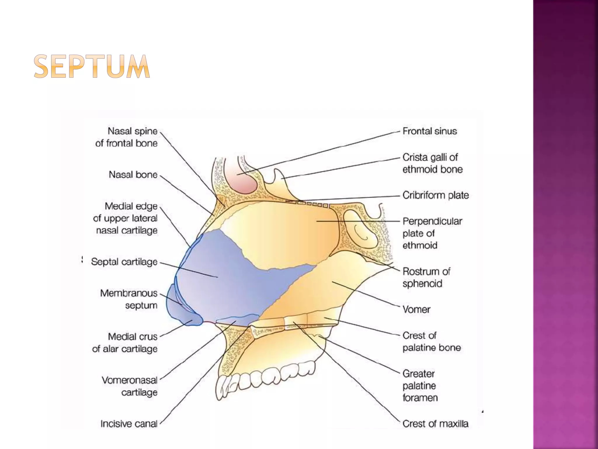 Endoscopic anatomy of nose and sphenoid sinus | PPTX