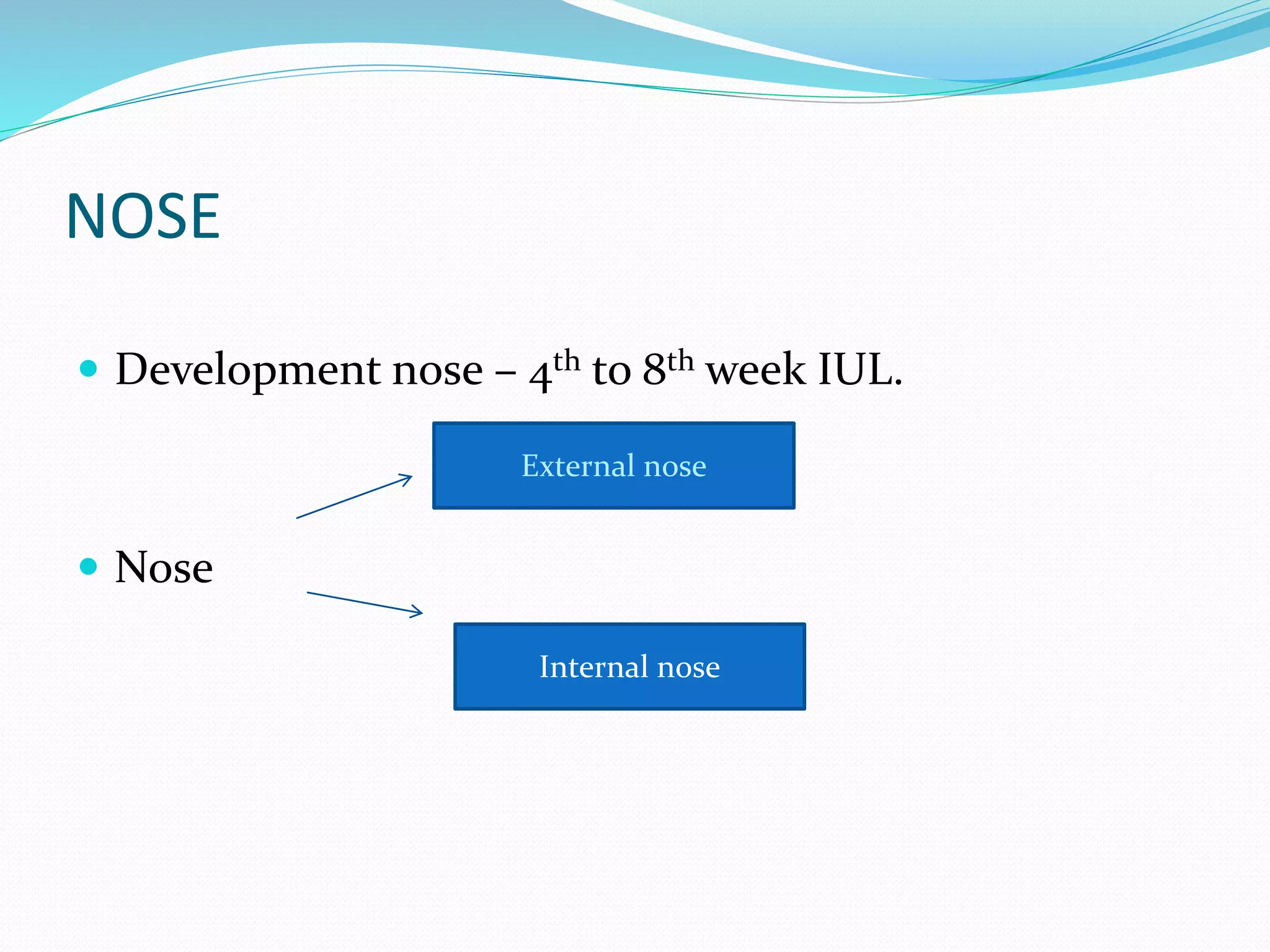 Endoscopic anatomy of nose ,paranasal sinus and anterior skull base | PPTX