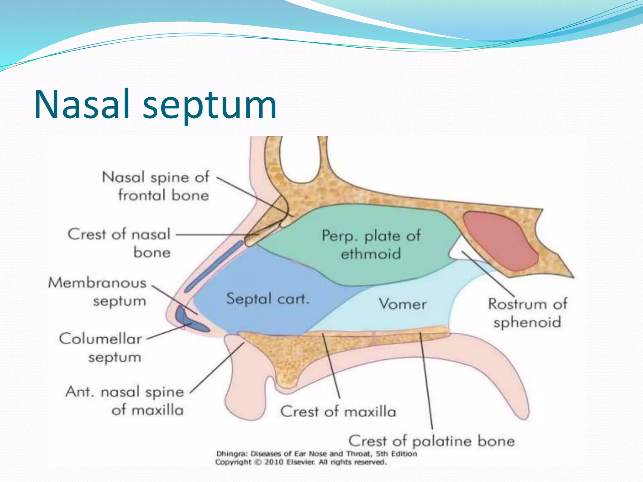 Endoscopic anatomy of nose ,paranasal sinus and anterior skull base | PPTX